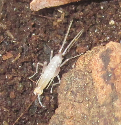 Invertebrate Dude: Giant Camel Cricket Hatchlings!!!