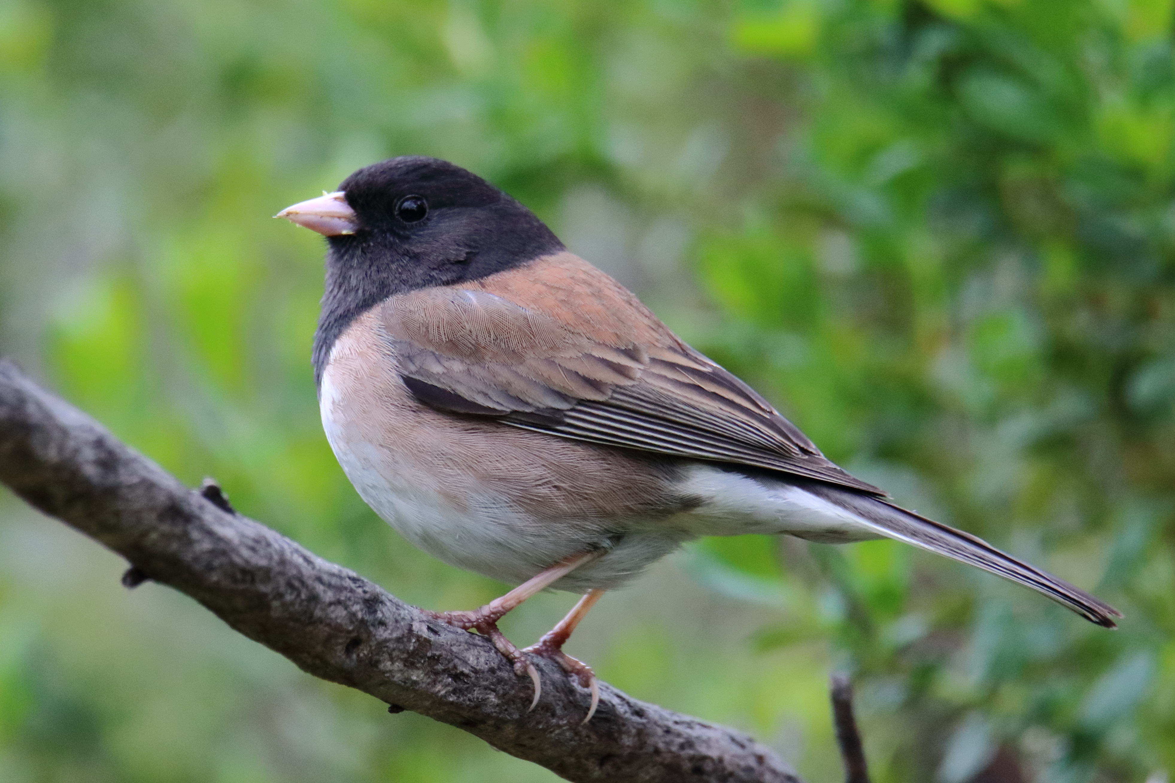 Russian Ridge Preserve