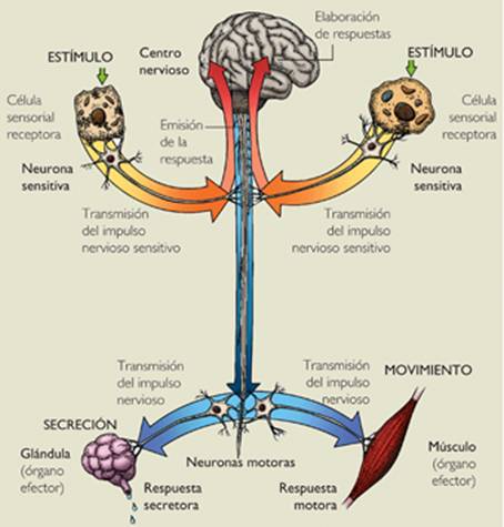 BIOPSICOLOGIA: MOTRICIDAD