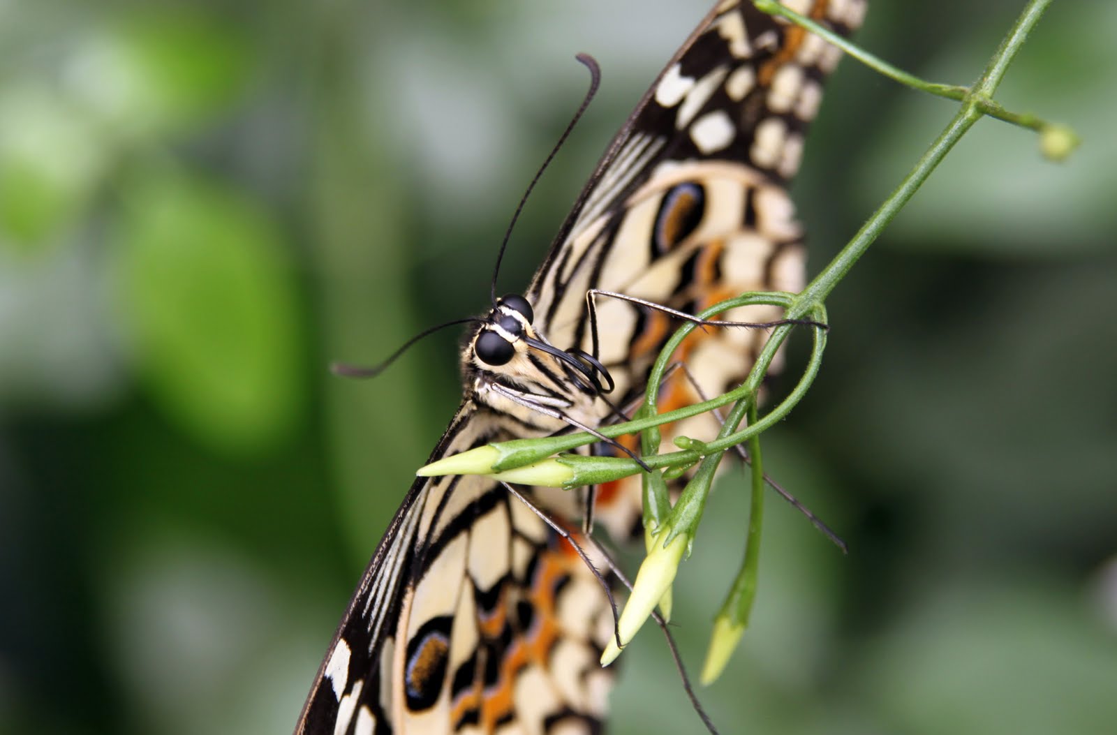 Wildlife and Landscapes: Exotic Butterflies