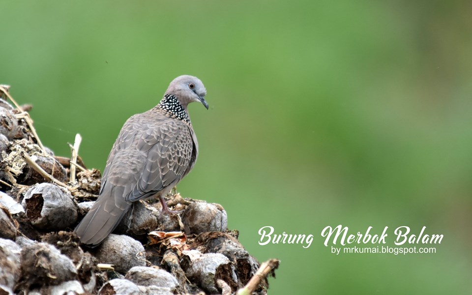 mrkumai.blogspot.com: Koleksi Burung di Cameron Highlands: Merbuk Balam ...
