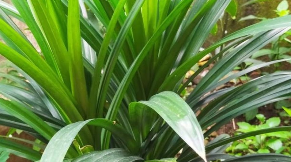 5 Khasiat Daun Pandan Yang Belum Banyak Orang Ketahui, Nomor 4 Pasti ...