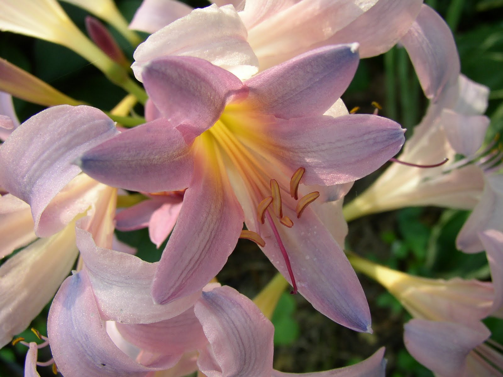 PlantPostings: Plant of the Month: Lycoris