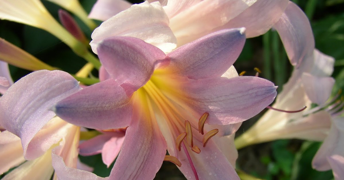 PlantPostings: Plant of the Month: Lycoris