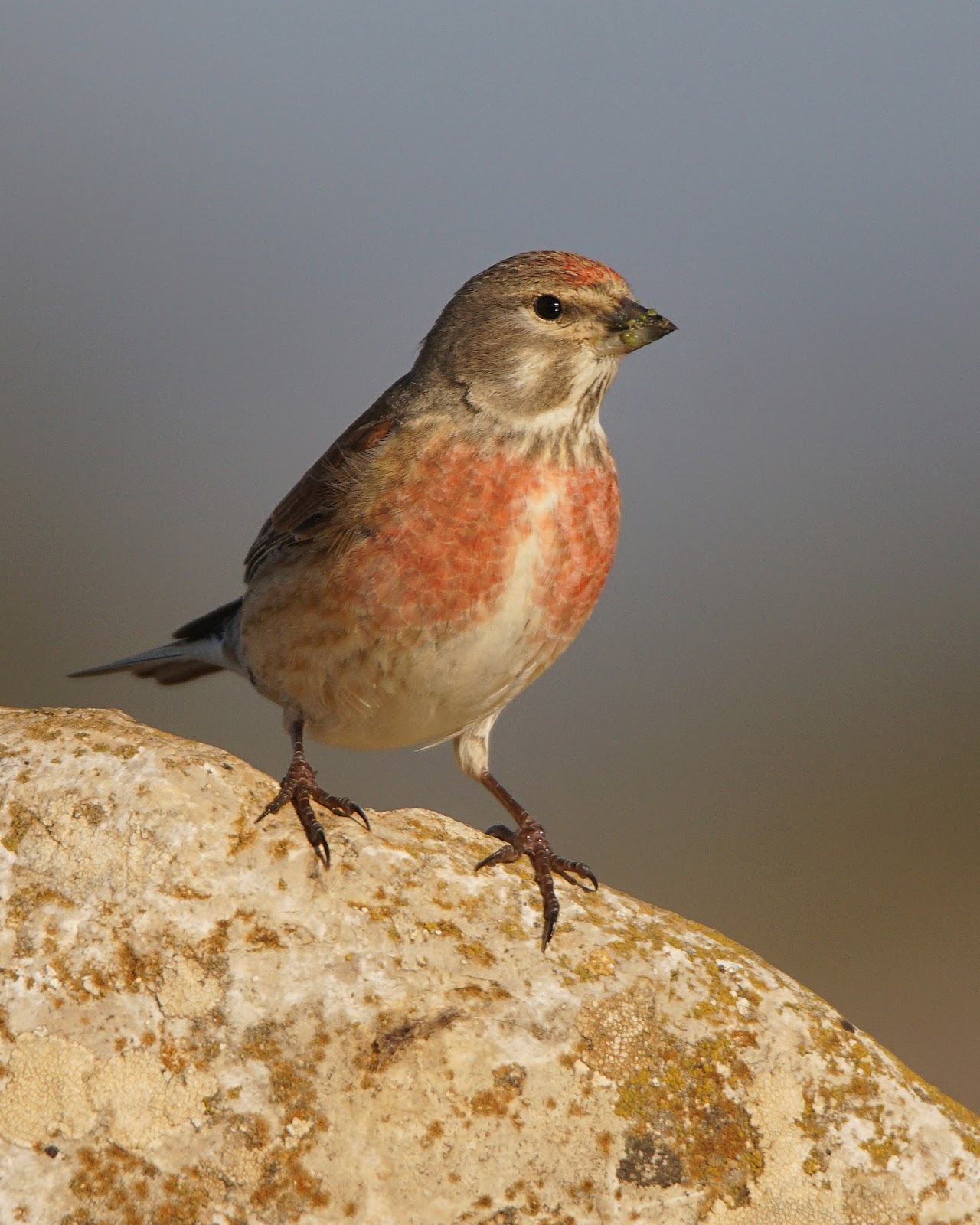 Pasión por las aves: Pardillo común.(Carduelis cannabina)