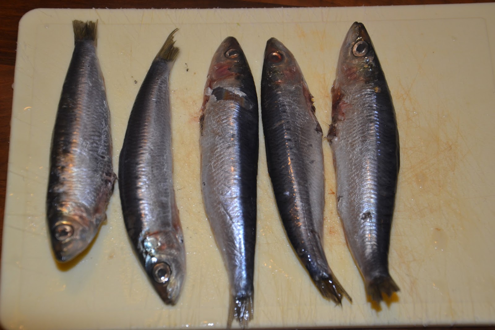 Oppdag Fisk!: Europeisk Sardin/European Pilchard/Sardina Pilchardus ...