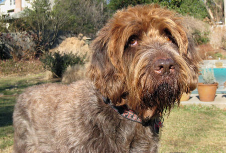Wirehaired Pointing Griffon ~ Top Dogs Breeds