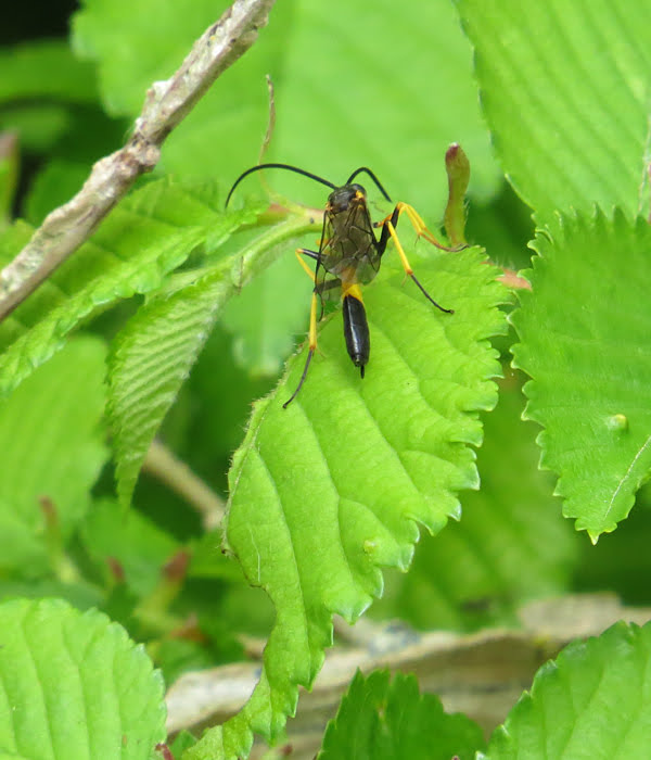 Port and Wey: Portland Insects T-Z