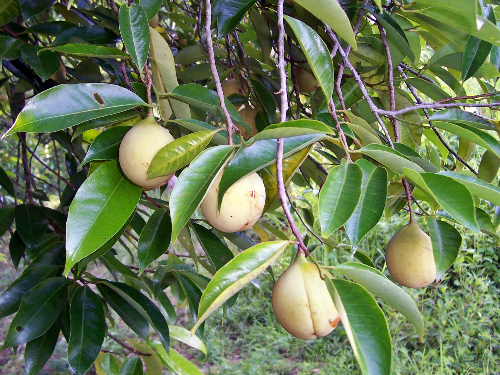 Tips budidaya buah pala - BUDIDAYAKU