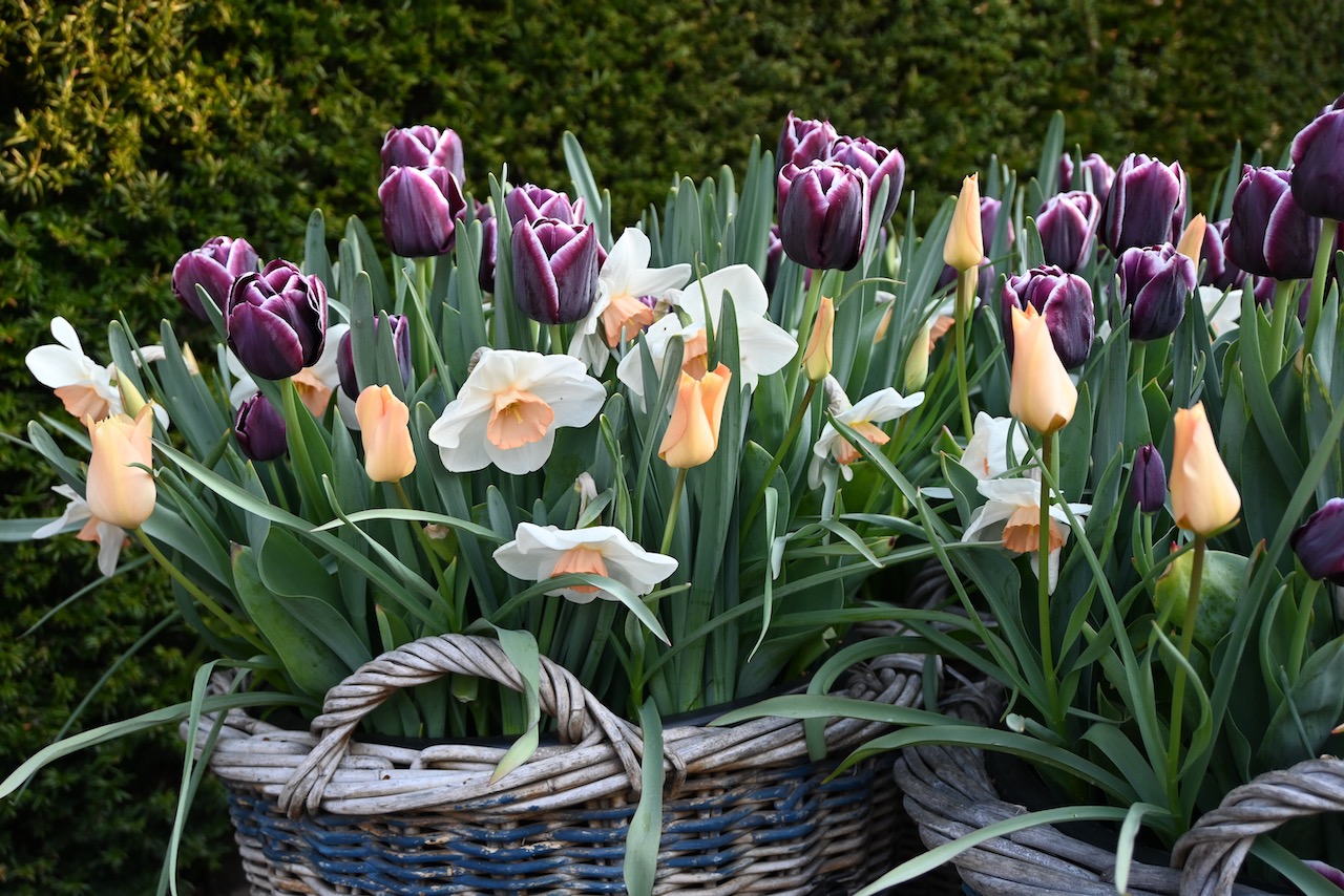 Wat doe je met uitgebloeide tulpen.
