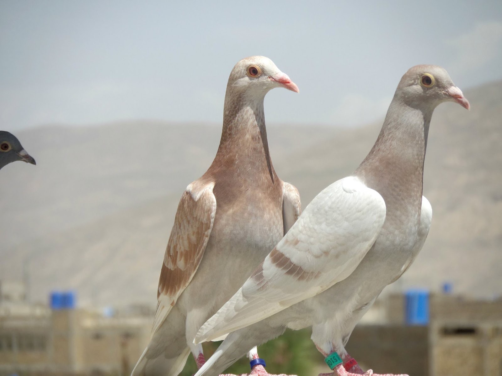 PERÚ PALOMAS MENSAJERAS