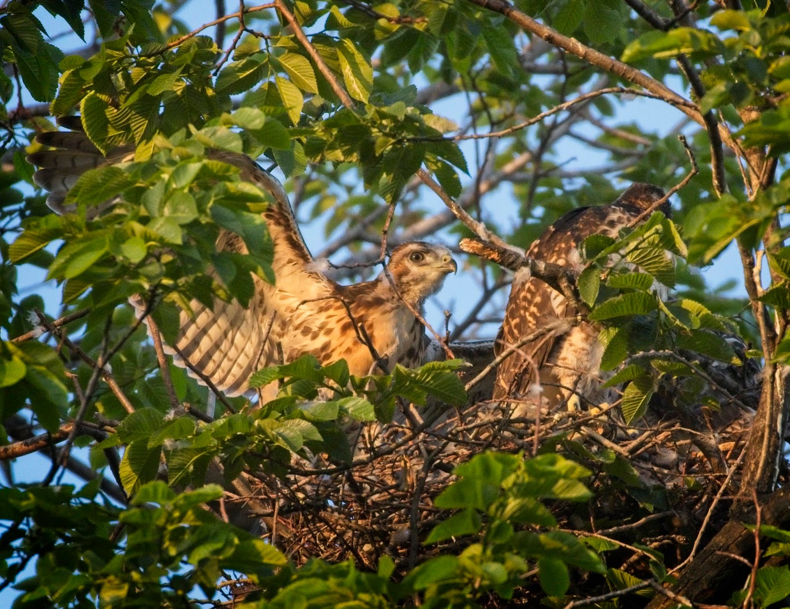 Laura Goggin Photography: Tompkins Square hawk chicks are branching