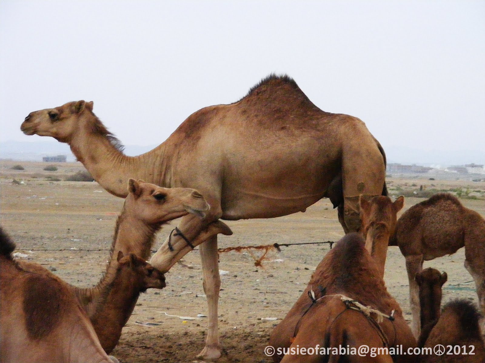 Jeddah Daily Photo: SkyWatch: Hobbled Camel