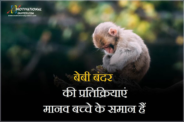 Monkey Quotes In Hindi || मंकी कोट्स हिंदी में