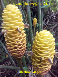 Beehive Ginger