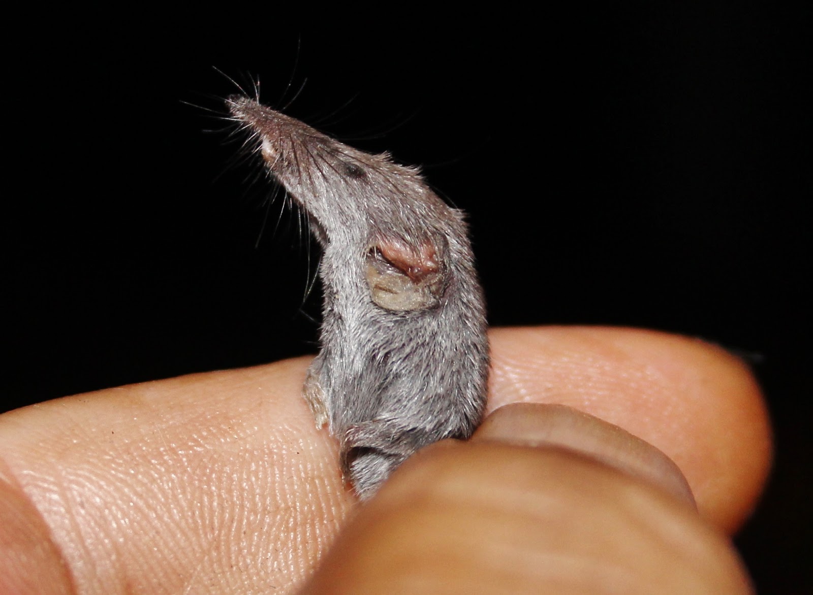 Biodiversity of Cyprus by NGO Protection of the Natural Heritage and ...