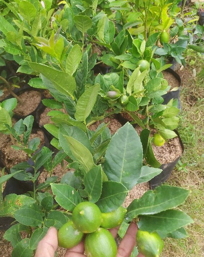Tukang Bibit Lemon Berbuah Kalimantan Barat - events-note