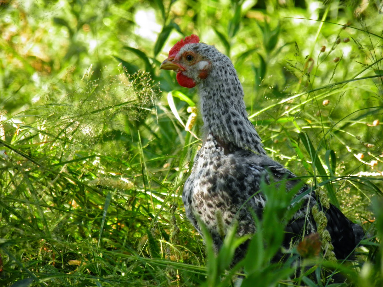 PASARI DIN ROMANIA: ULIU PORUMBAR (ULIUL GAINILOR), Accipiter gentilis