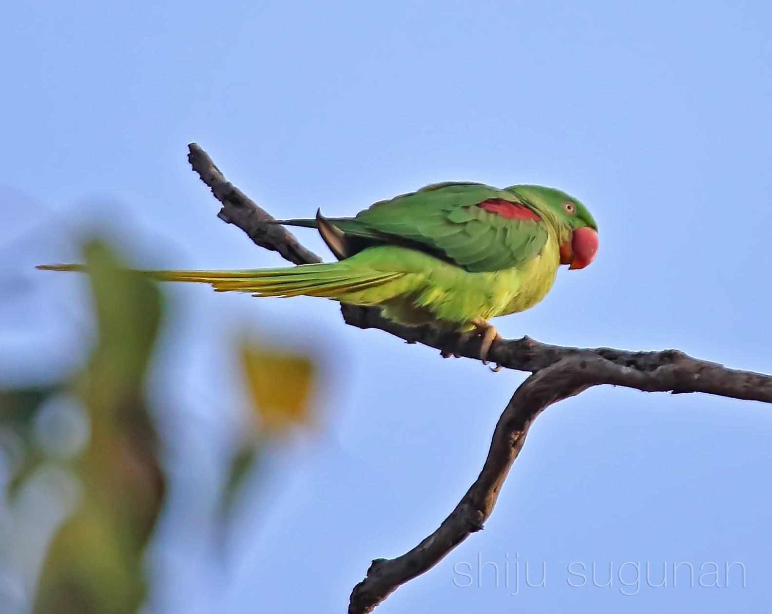 Cranium Bolts: Jakkur lake revisited