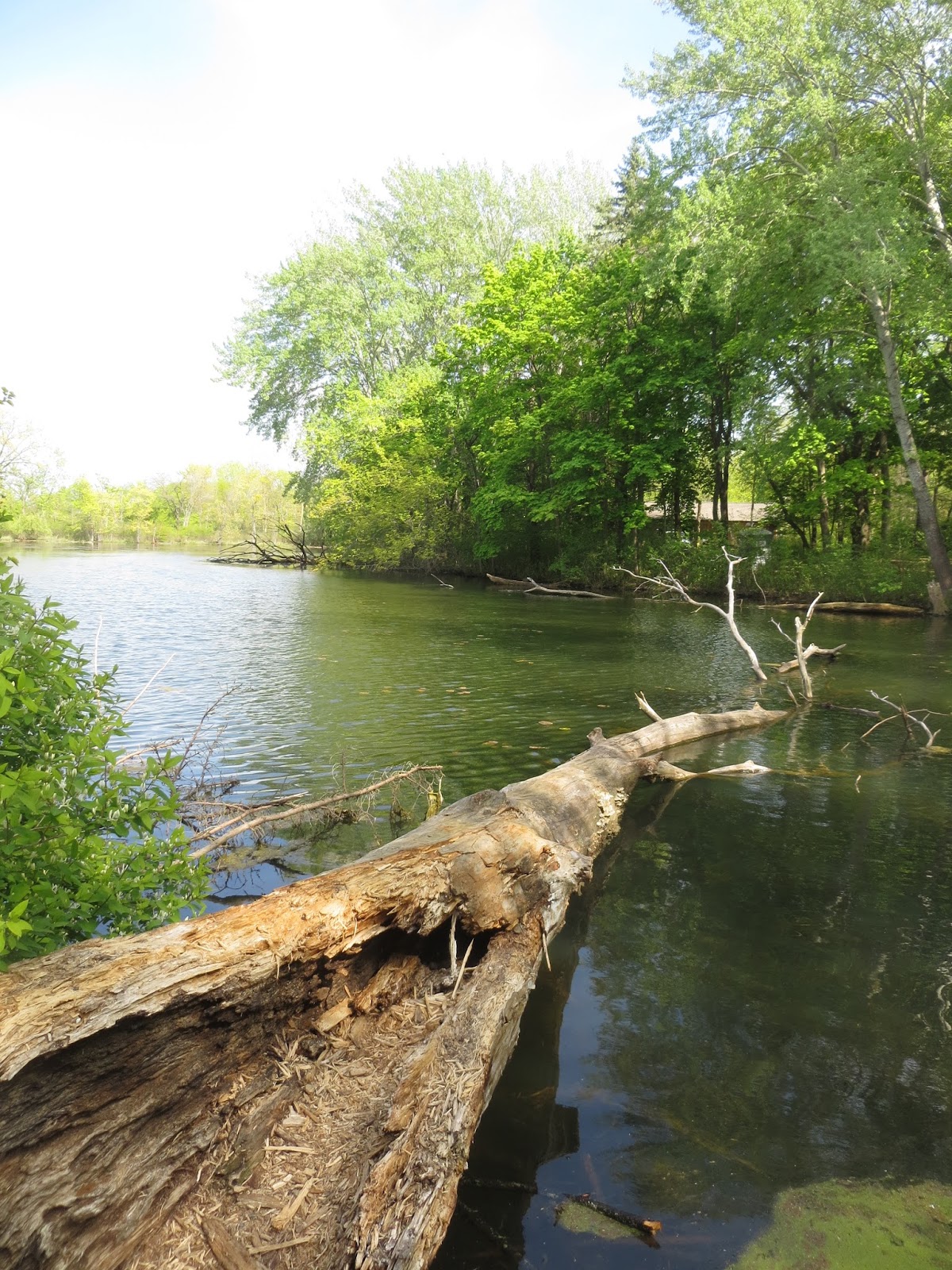 FIELD TRIP: Spring Valley Nature Center, Schaumburg, IL - May 2017
