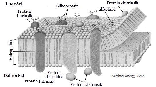 Struktur dan Fungsi Sel | Mikirbae.com