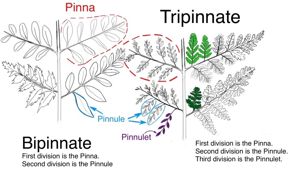 Ferns Diagram