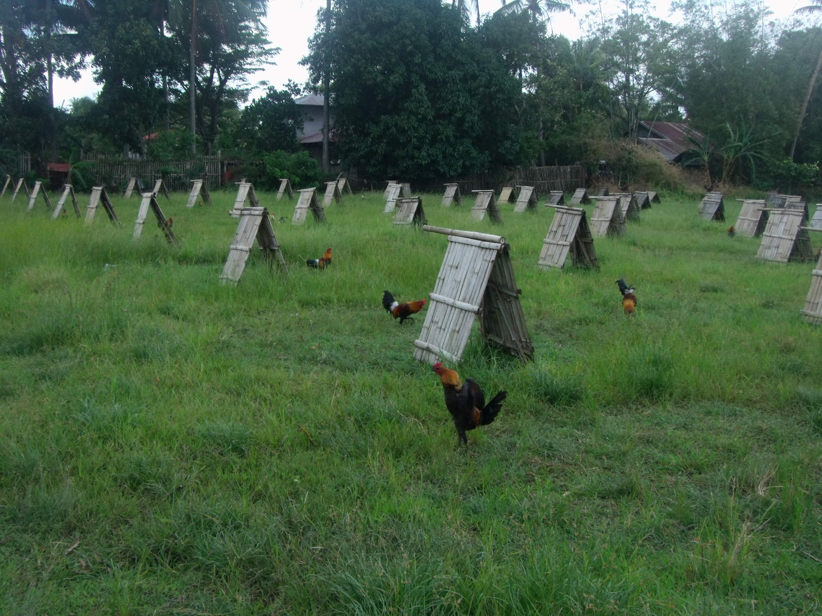 SIMPLY BUSINESS: GAMEFOWL INDUSTRY BENEFITS SMALL BREEDERS IN OTON, ILOILO