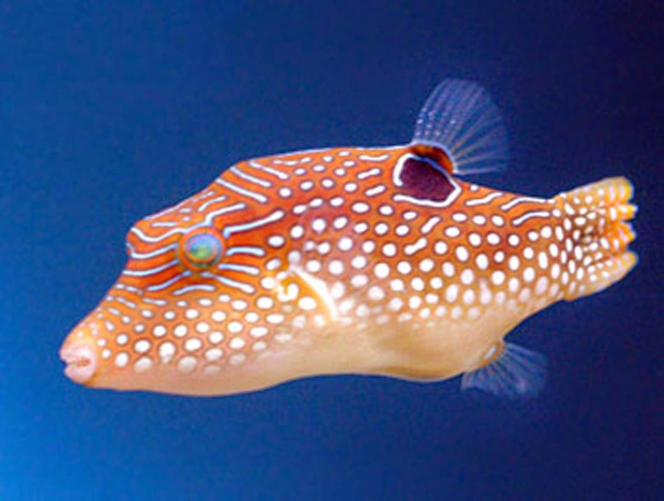 PUFFER FISH photos - wallpapers (ανανεωμένο) | the fun bank