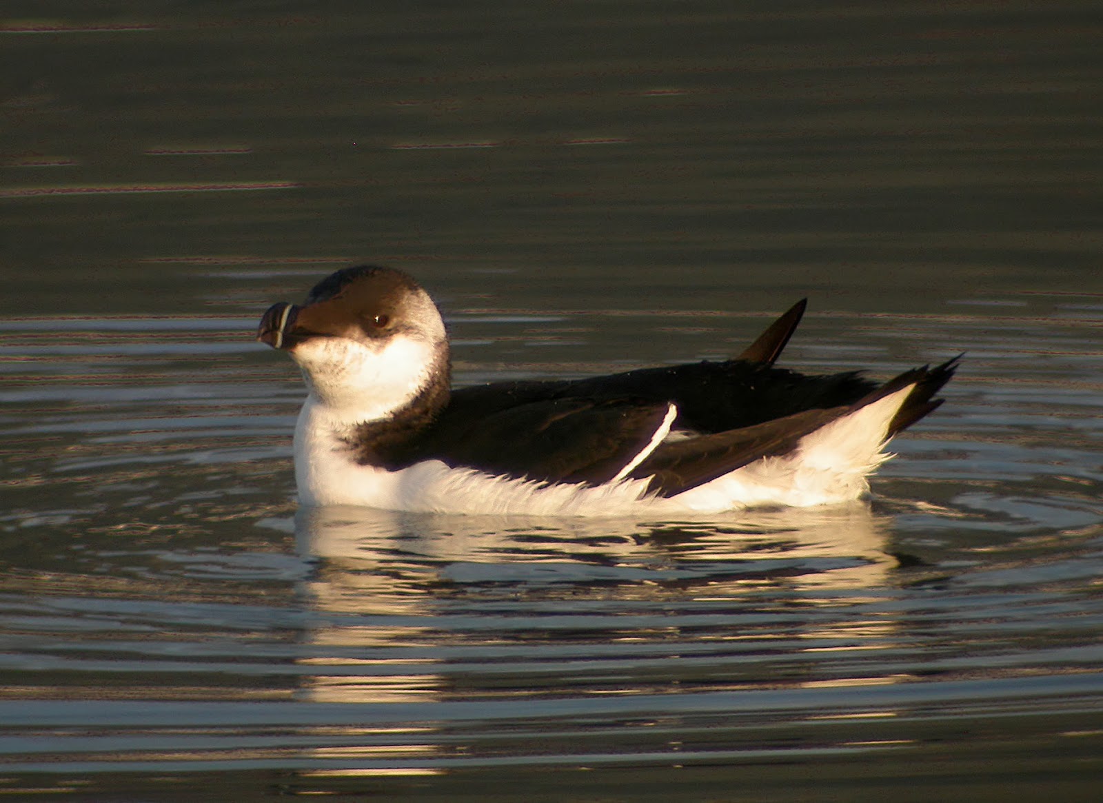 Aves y Fotografía de Naturaleza: Alcas, Araos y Frailecillos.