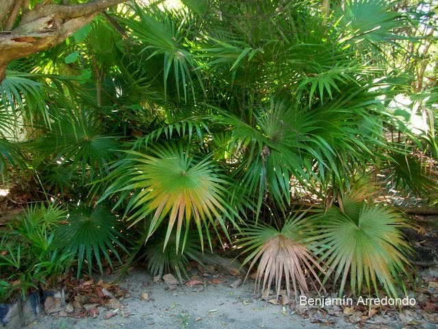 El Bable: La palma chit reclama atención pues está en peligro de extinción.