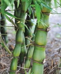 Anim Agro Technology: BULUH - TUMBUHAN LASAK DAN GUNANYA