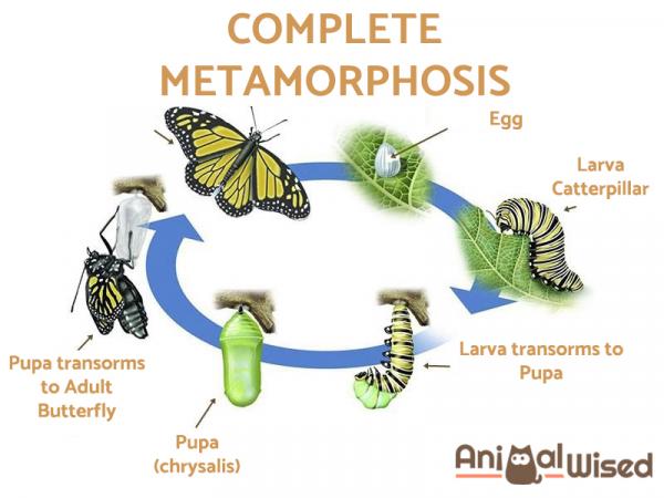 EXAMS AND ME : Chrysalis Effect: (Metamorphosis)