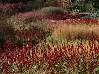 Native Garden Textures: Piet Oudolf "New Perennial Movement" Master