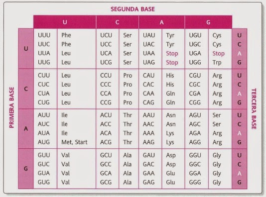 Apuntes de Evolución: Código genético y ARN de transferencia