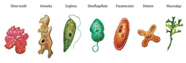 Natural Science 6º CEIP Camposoto: Protista kingdom