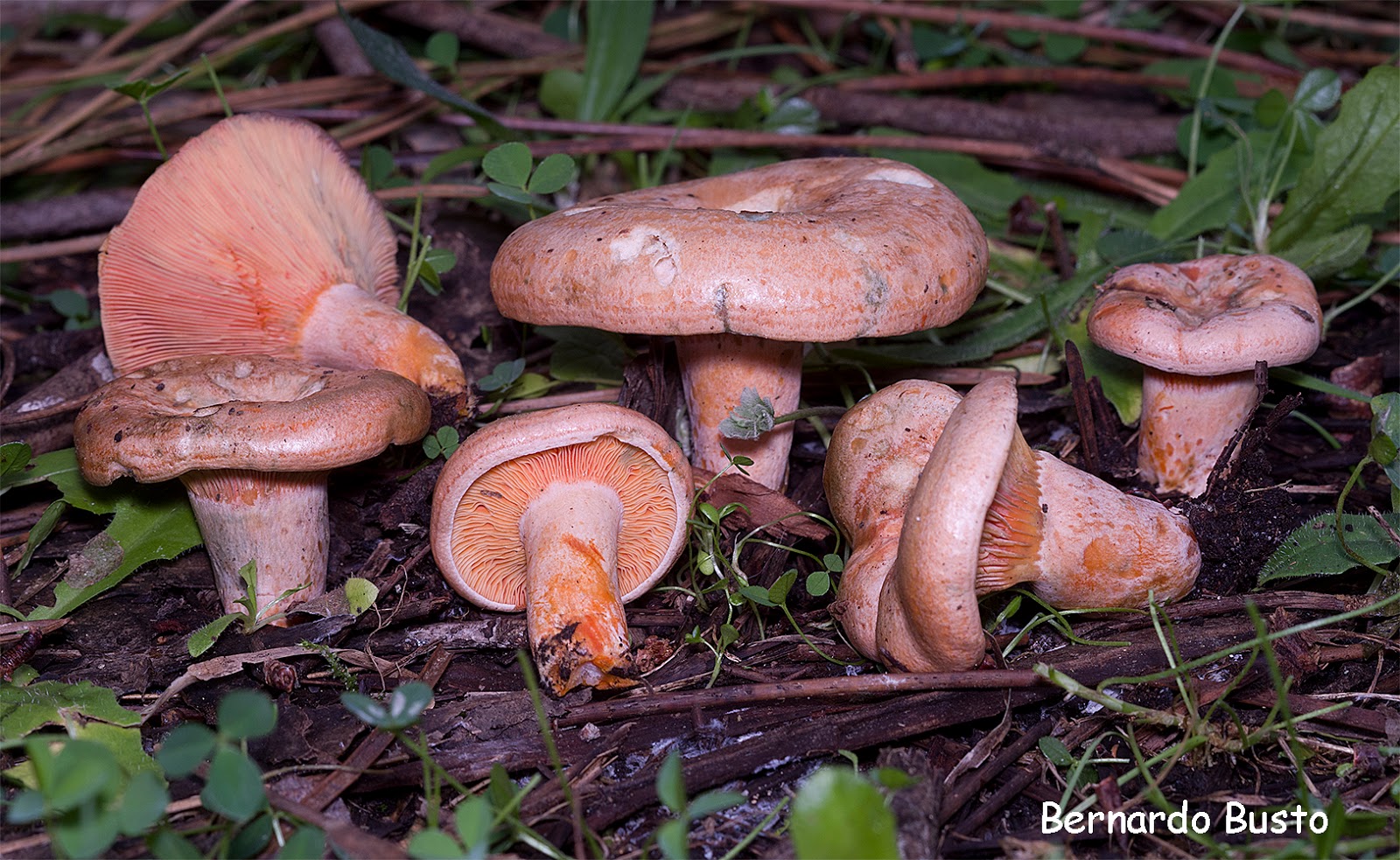 RÍA DE LA VILLA: Níscalos a nivel del mar