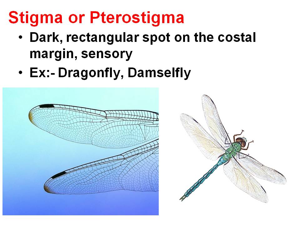 Insect wing, Modifications and Copulation