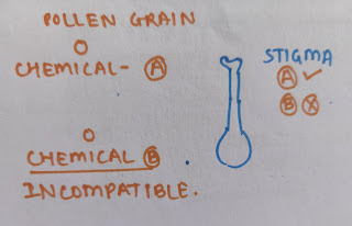 PrepBiology: REPRODUCTION in ANGIOSPERMS - POLLINATION