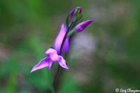 [ESPECE] La Céphalanthère rouge, une orchidée délicate et rare à ...