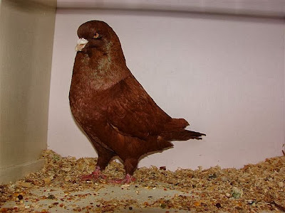 Fancy Pigeon Breeds: Carneau