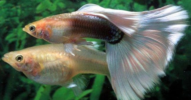 Livebearer Fish Breeding