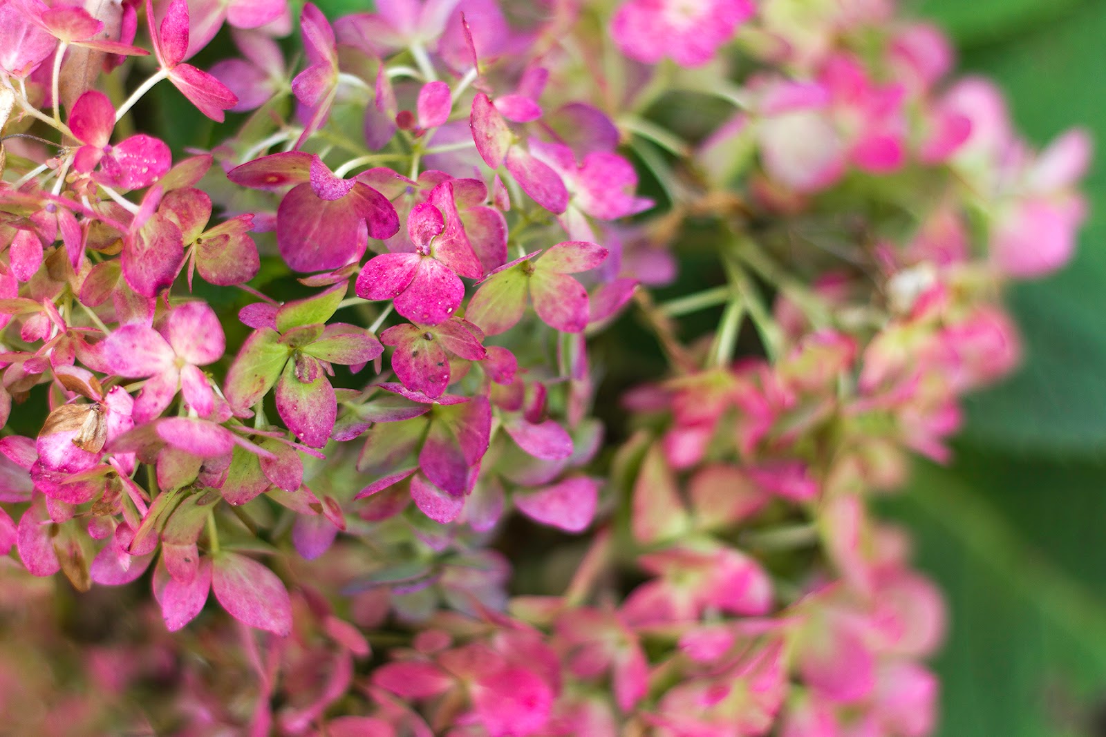 The Cullinan Family: Fall Hydrangeas!