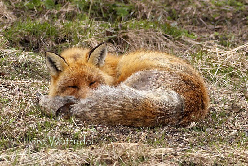 .: Den som sover ...