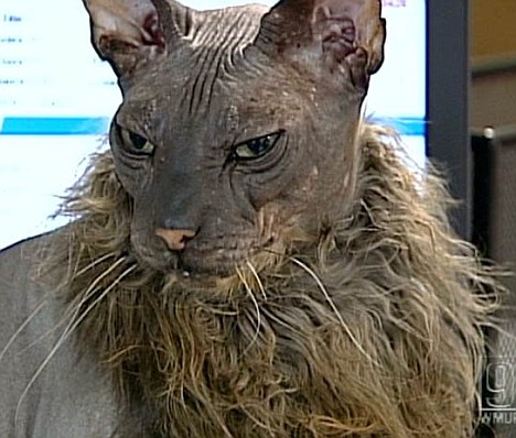 Ugly Bat Boy, Kucing Buruk rupa yang Baik Hati dari Amerika | Kucing gue