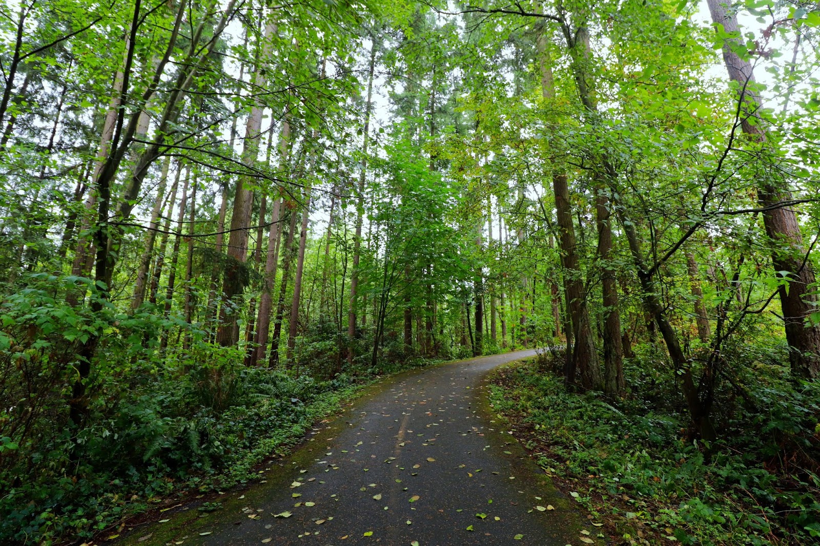 Shoreline Area News: Gateway to Interurban Trail has renewed life after ...