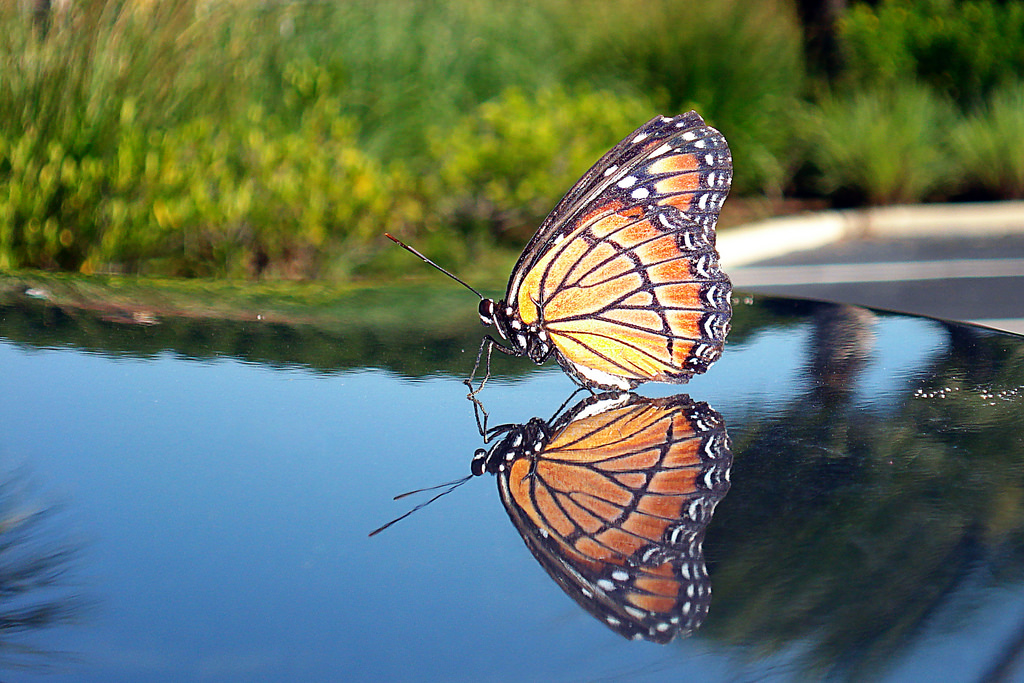 Animation Technology Production MPPP 1393