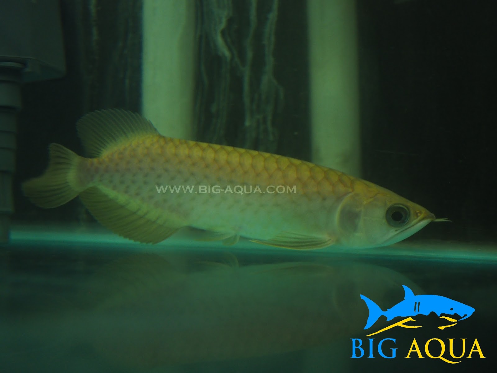Another Rare Skeleton Red Arowana!! ~ Big Aqua