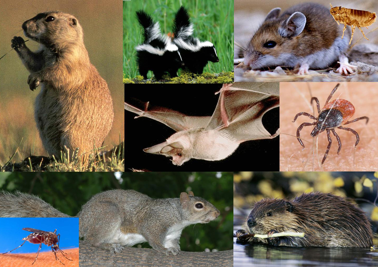 Get With Public Health: Prevent Animal-Borne Diseases