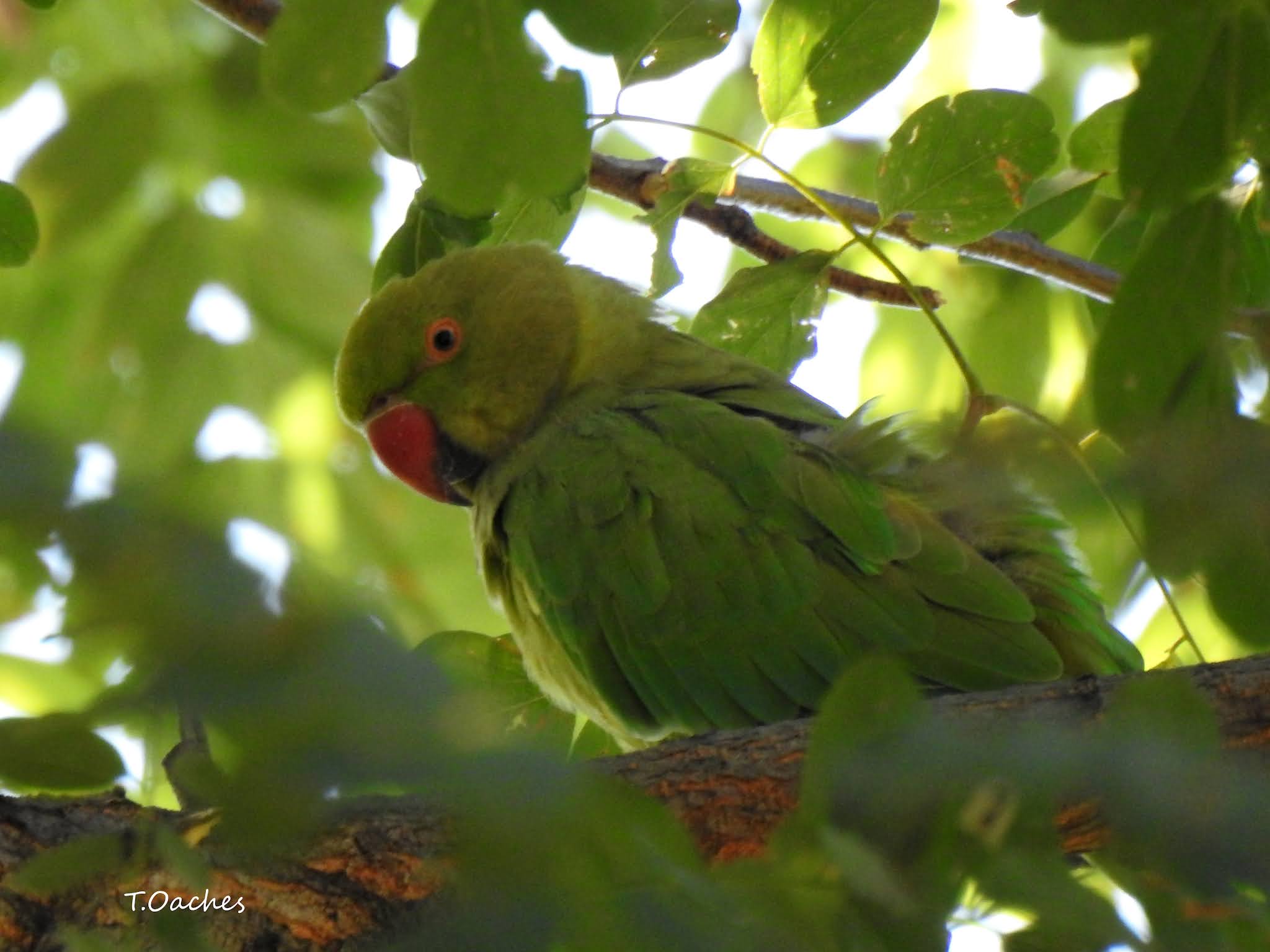 PASARI DIN ROMANIA: PAPAGALUL MICUL ALEXANDER, Psittacula krameri (in ...