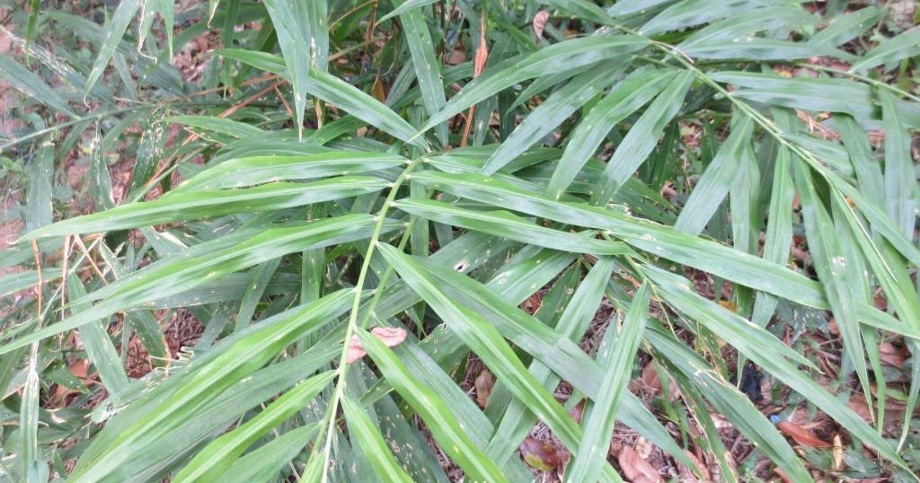 ඉඟුරු [Iguru] (Zingiber officinale) ~ අපේ ඔසුපැළ Medicinal Plants of ...